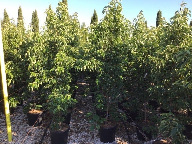 Groenblijvende kornoelje (Cornus elliptica) | Directplant