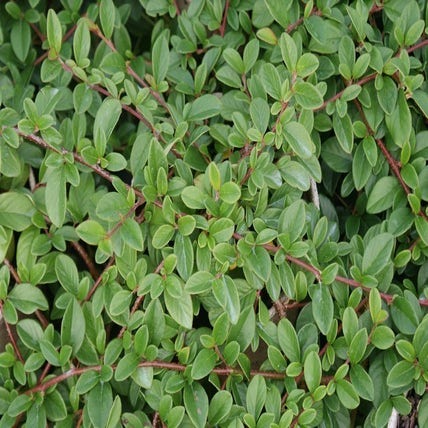 Dwergmispel (Cotoneaster dammeri 'Major')
