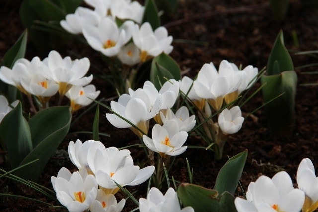 Krokus (Crocus chrysantus 'Ard Schenk') | Directplant