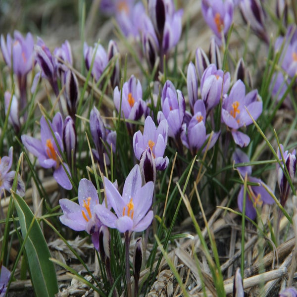 Krokus (Crocus minimus 'Spring Beauty')