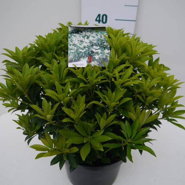 Rotsheide (Pieris japonica 'Cupido')