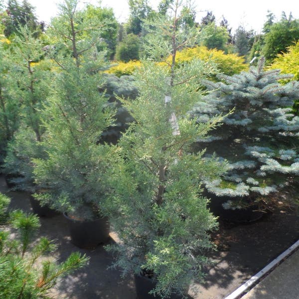 Cipres als boom (Cupressus arizonica 'Glauca')