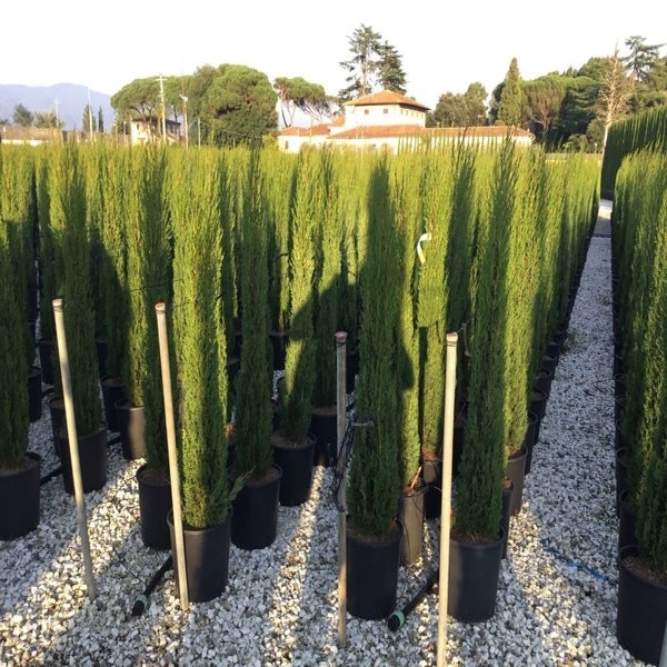 Italiaanse cipres kopen? Cupressus Stricta met groeigarantie