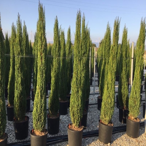 Italiaanse cipres kopen? Cupressus Stricta met groeigarantie