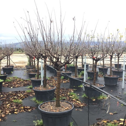 Kaki (Diospyros kaki 'Rojo Brilliante')