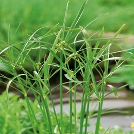 Dwergpapyrus (Cyperus Haspans)