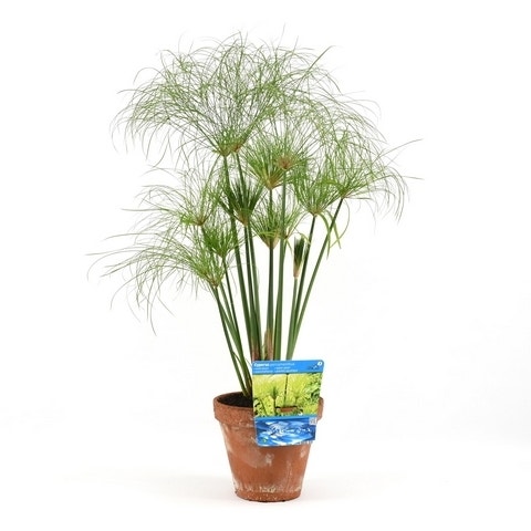 Papyrusplant (Cyperus percamenthus) | Directplant