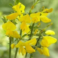 Brem (Cytisus 'Vanesse')