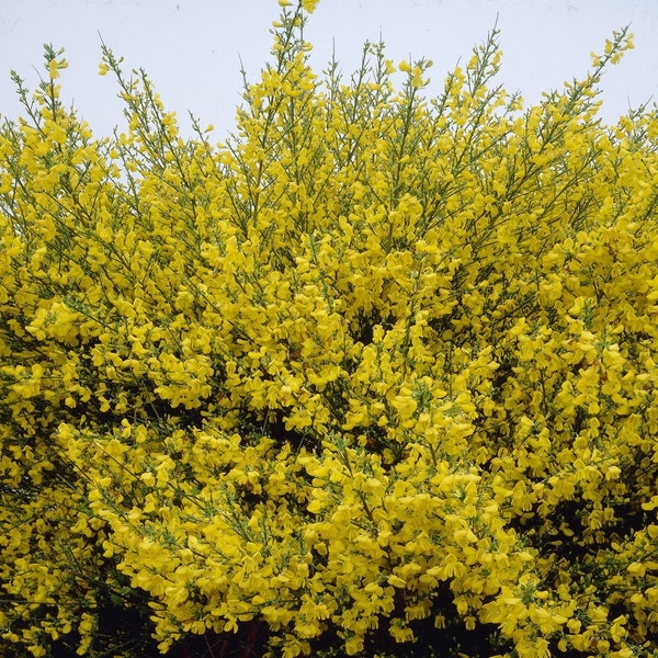 Brem (Cytisus 'Vanesse')