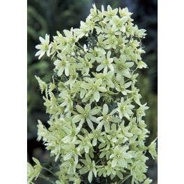 Bosrank, groenblijvend (Clematis 'Pixie') | Directplant