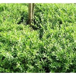 Liguster (Ligustrum vulgare Lodense) | Directplant