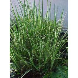 Kalmoes (Acorus calamus) | Directplant