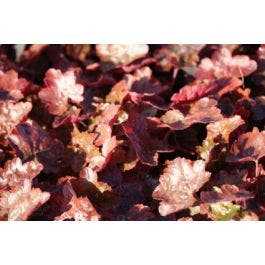 Purperklokje (Heuchera 'Rachel') | Directplant