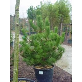 Oostenrijkse bergden (Pinus nigra nigra) | Directplant