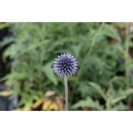 Kogeldistel (Echinops ritro 'Veitch's Blue') | Directplant