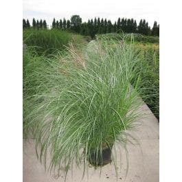 Chinees riet/sierriet (Miscanthus sinensis 'Gracillimus') | Directplant