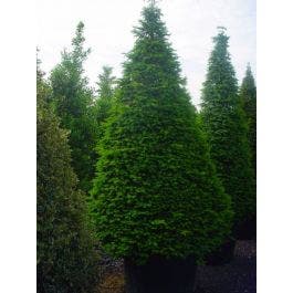 Taxus als pyramide (Taxus baccata) | Directplant
