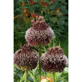 Sierui (Allium 'Forelock'®) | Directplant