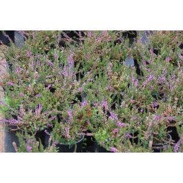 Struikheide (Calluna vulgaris 'Tib') | Directplant