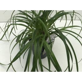 Zegge ('Carex Ribbon Falls') | Directplant