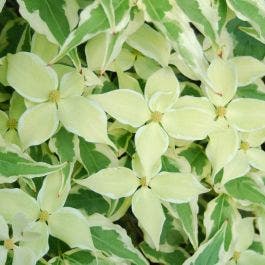 Bonte Kornoelje (Cornus kousa 'Summerfun') | Directplant