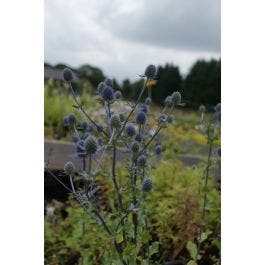 Blauwe distel (Eryngium planum 'Blauer Zwerg') | Directplant