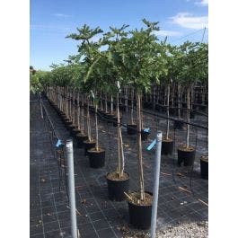 Vijg als halfstam (Ficus carica 'Ice Crystal') | Directplant