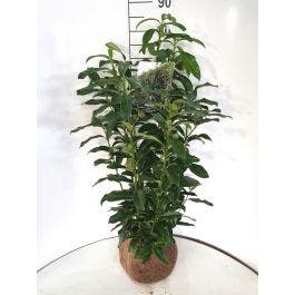 Laurier (Prunus laurocerasus 'Genolia') | Directplant
