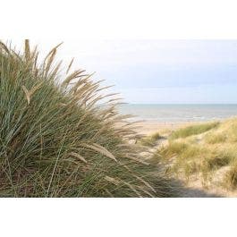 Helmgras (Ammophilla arenaria) | Directplant