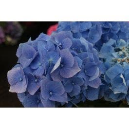 Bolhortensia (Hydrangea macrophylla 'Early Blue') | Directplant