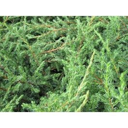 Jeneverbes (Juniperus communis 'Repanda') | Directplant