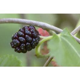 Zwarte Moerbei (Morus nigra) | Directplant