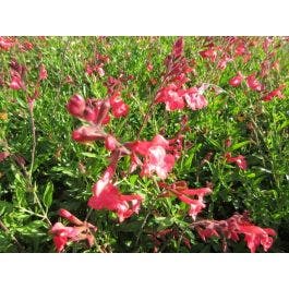 Salie (Salvia greggii 'Lipstick') | Directplant