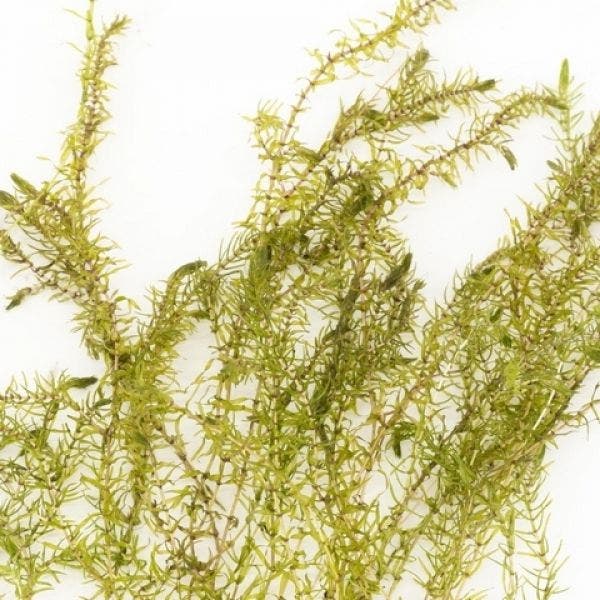 Canadese waterpest (Elodea canadensis) | Directplant