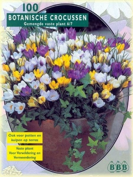 Botanische Crocussen (Crocus 'Botanisch' mix) | Directplant