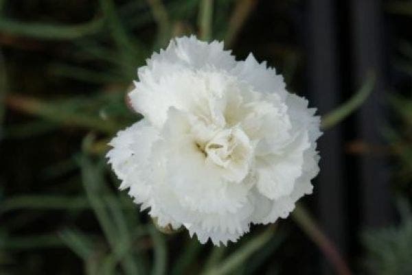 Anjer (Dianthus 'Haytor White') | Directplant