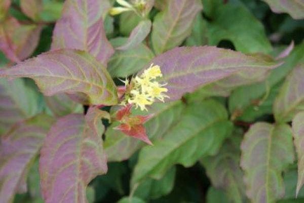 Diervilla (Diervilla splendens) | Directplant