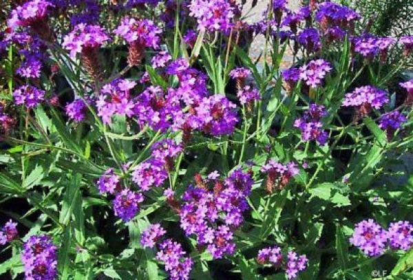IJzerhard (Verbena rigida) | Directplant