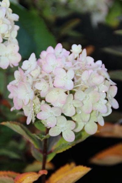 Pluim Hortensia (Hydrangea paniculata 'Bombshell') | Directplant