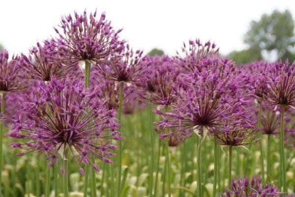 Sierui (Allium 'Purple Rain') | Directplant