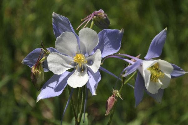 Akelei (Aquilegia caerulea) | Directplant