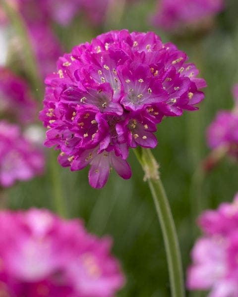 Engels gras (Armeria maritima 'Splendens') | Directplant