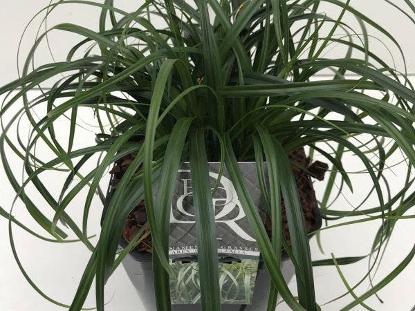 Zegge ('Carex Ribbon Falls') | Directplant