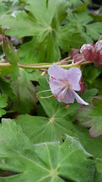 Ooievaarsbek (Geranium macrorrhizum 'Ingwersen's Variety') | Directplant
