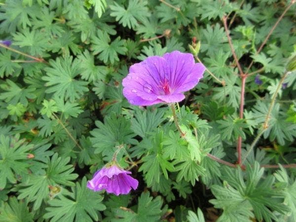 Ooievaarsbek (Geranium 'Tiny Monster') | Directplant