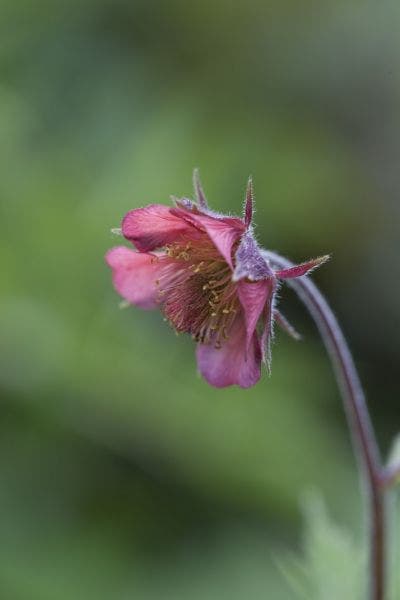 Nagelkruid (Geum rivale 'Leonard's Variety') | Directplant