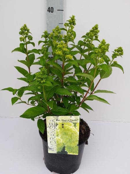 Pluimhortensia (Hydrangea paniculata 'Magical Candle') | Directplant