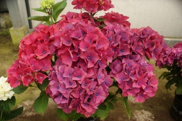 Hortensia (Hydrangea macrophylla 'Red Beauty Violet') | Directplant