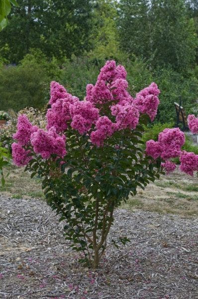 Lagerstroemia roze (Lagerstroemia indica) | Directplant