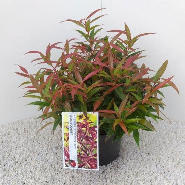 Druifheide (Leucothoe keiskei 'Burning Love') | Directplant
